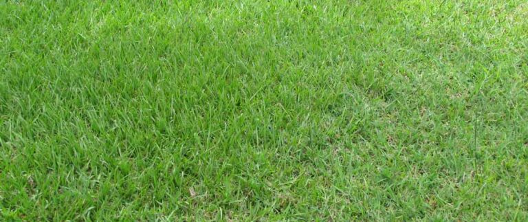 How to make bahia grass thicker – Lawn Care Tips | Landscaping Ideas